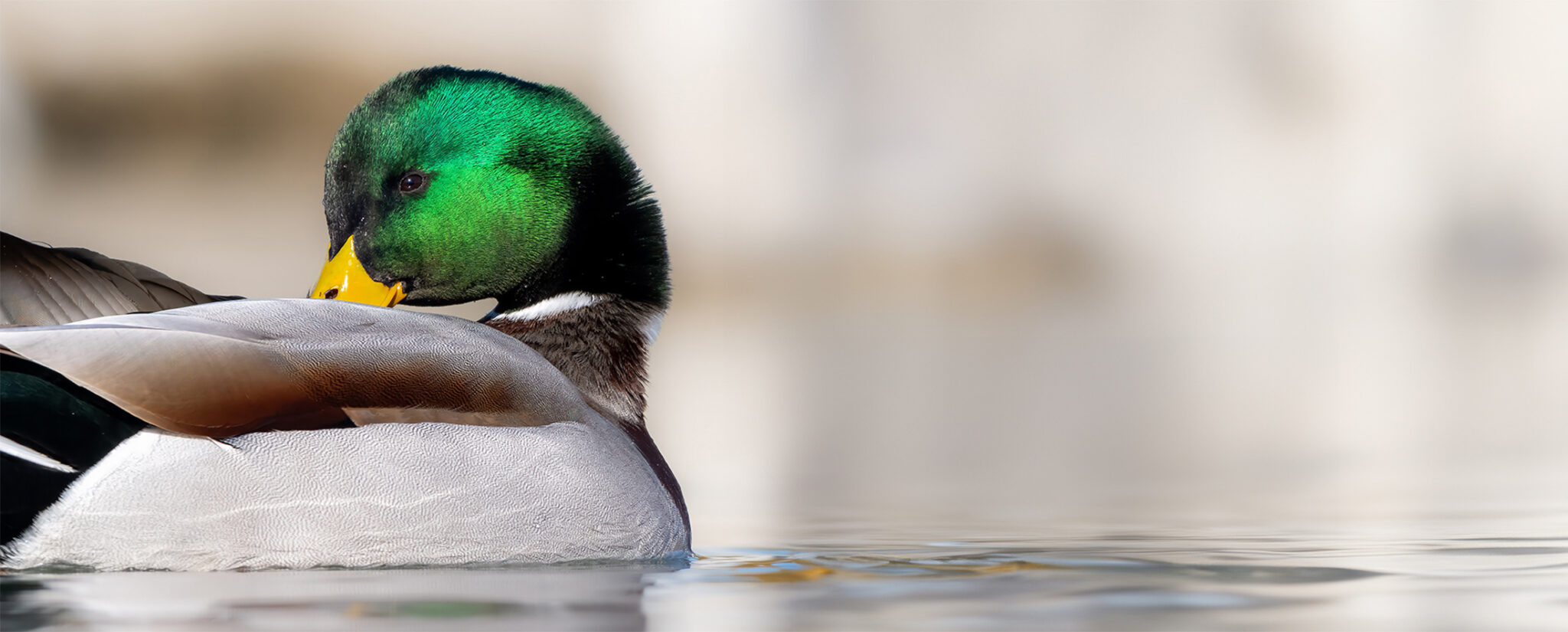 Sony 400-800mm - GraphicArt AG